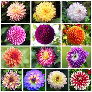 300+ mix dahlia seeds compound petals multi-color, beautiful annual outdoor garden potted plants non-gmo dahlia for planting dahlia pinnata seeds