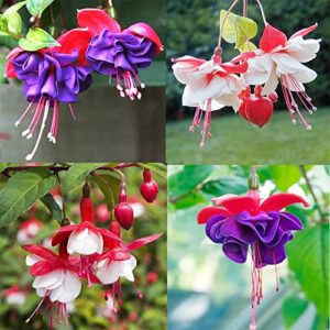 qauzuy garden 100 fuchsia seeds - premium mixed colors lantern fuchsias bell flower, ladies' eardrop seeds - attract pollinators - showy potted hanging baskets bonsai flower