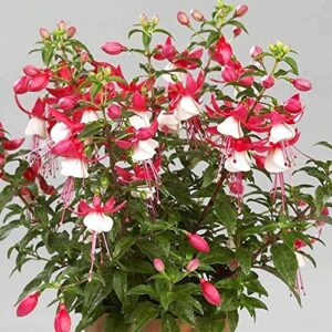 QAUZUY GARDEN 100 Fuchsia Seeds - Premium Mixed Colors Lantern Fuchsias Bell Flower, Ladies' Eardrop Seeds - Attract Pollinators - Showy Potted Hanging Baskets Bonsai Flower