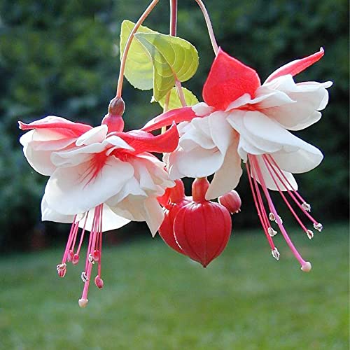 QAUZUY GARDEN 100 Fuchsia Seeds - Premium Mixed Colors Lantern Fuchsias Bell Flower, Ladies' Eardrop Seeds - Attract Pollinators - Showy Potted Hanging Baskets Bonsai Flower