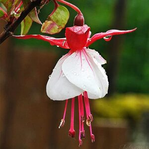 QAUZUY GARDEN 100 Fuchsia Seeds - Premium Mixed Colors Lantern Fuchsias Bell Flower, Ladies' Eardrop Seeds - Attract Pollinators - Showy Potted Hanging Baskets Bonsai Flower