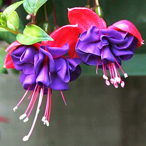 QAUZUY GARDEN 100 Fuchsia Seeds - Premium Mixed Colors Lantern Fuchsias Bell Flower, Ladies' Eardrop Seeds - Attract Pollinators - Showy Potted Hanging Baskets Bonsai Flower