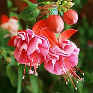 qauzuy garden 200 red pink fuchsia seeds premium heirloom ladies' eardrop seeds - potted hanging fuchsia flowers perennial home plant bonsai attract hummingbirds