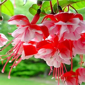 QAUZUY GARDEN 200 Red Pink Fuchsia Seeds Premium Heirloom Ladies' Eardrop Seeds - Potted Hanging Fuchsia Flowers Perennial Home Plant Bonsai Attract Hummingbirds