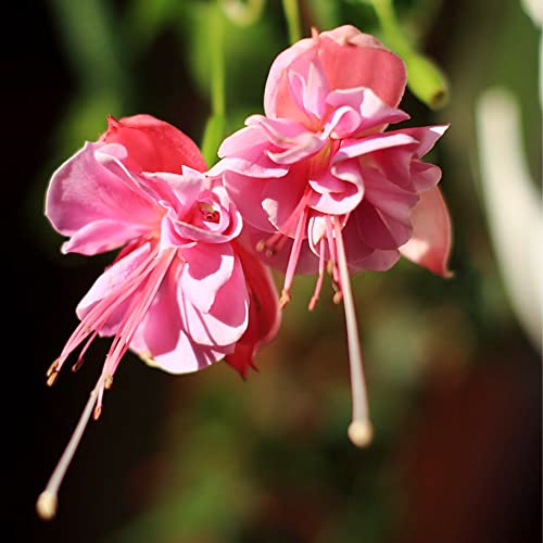 QAUZUY GARDEN 200 Red Pink Fuchsia Seeds Premium Heirloom Ladies' Eardrop Seeds - Potted Hanging Fuchsia Flowers Perennial Home Plant Bonsai Attract Hummingbirds