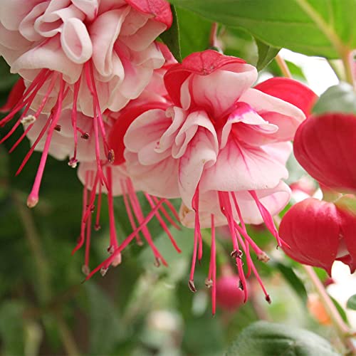 QAUZUY GARDEN 200 Red Pink Fuchsia Seeds Premium Heirloom Ladies' Eardrop Seeds - Potted Hanging Fuchsia Flowers Perennial Home Plant Bonsai Attract Hummingbirds