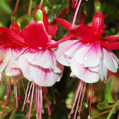 QAUZUY GARDEN 200 Red Pink Fuchsia Seeds Premium Heirloom Ladies' Eardrop Seeds - Potted Hanging Fuchsia Flowers Perennial Home Plant Bonsai Attract Hummingbirds