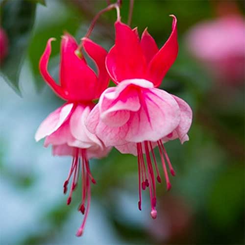 QAUZUY GARDEN 200 Red Pink Fuchsia Seeds Premium Heirloom Ladies' Eardrop Seeds - Potted Hanging Fuchsia Flowers Perennial Home Plant Bonsai Attract Hummingbirds