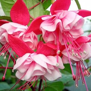 QAUZUY GARDEN 200 Red Pink Fuchsia Seeds Premium Heirloom Ladies' Eardrop Seeds - Potted Hanging Fuchsia Flowers Perennial Home Plant Bonsai Attract Hummingbirds