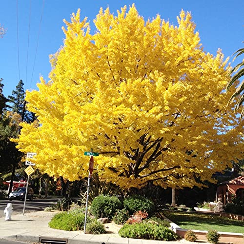 QAUZUY GARDEN 100 Rare Ginkgo Biloba Seeds, Gingko, Fossil Tree, Maidenhair Tree, Yinhsing Seeds - Showy Bonsai Accent Specimen Plant Tree & Great Gardening Gift