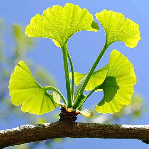 QAUZUY GARDEN 100 Rare Ginkgo Biloba Seeds, Gingko, Fossil Tree, Maidenhair Tree, Yinhsing Seeds - Showy Bonsai Accent Specimen Plant Tree & Great Gardening Gift