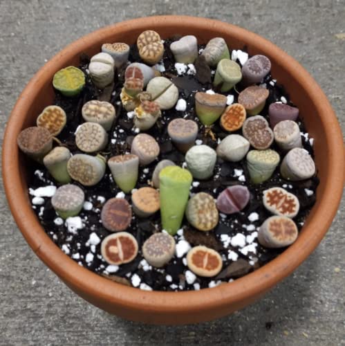 Totmons Lithops Seeds Mix (Rare Bonsai Desert Cactus Aizoaceae Mesembs Mimicry Succulent Stone Plants)