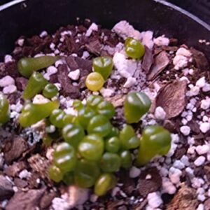 Totmons Lithops Seeds Mix (Rare Bonsai Desert Cactus Aizoaceae Mesembs Mimicry Succulent Stone Plants)