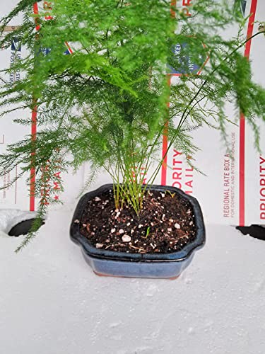 Jmbamboo - Fern Leaf Plumosus Asparagus Fern - Bonsai Pot 4x4x2 - Easy to Grow - Great Houseplant