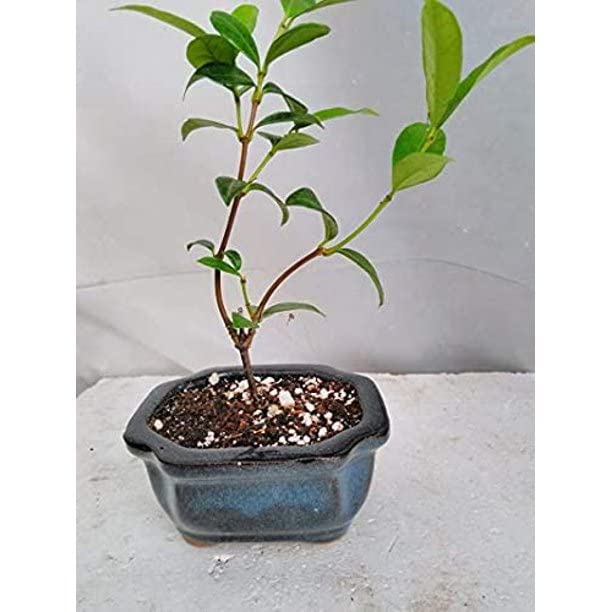 Jasmine 'Star' Plant Jasminum Nitidum- Fragrant - Bonsai Pot - Rectangle Indented Corners 4 X 4 X 2 '' from Jmbamboo