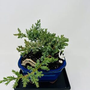 Juniper Bonsai Tree with Blue Squared Vase Includes Figurines and Tray