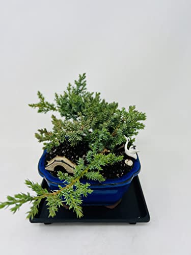 Juniper Bonsai Tree with Blue Squared Vase Includes Figurines and Tray