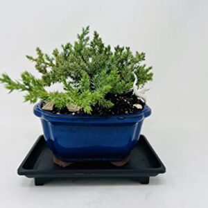 Juniper Bonsai Tree with Blue Squared Vase Includes Figurines and Tray