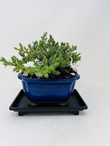 Juniper Bonsai Tree with Blue Squared Vase Includes Figurines and Tray