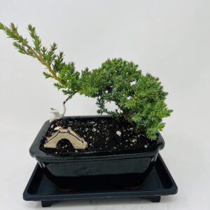 Juniper Bonsai Tree with Indented Corners Vase Includes Figurines and Tray