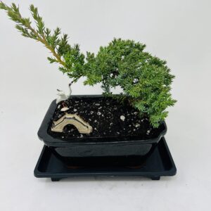 Juniper Bonsai Tree with Indented Corners Vase Includes Figurines and Tray