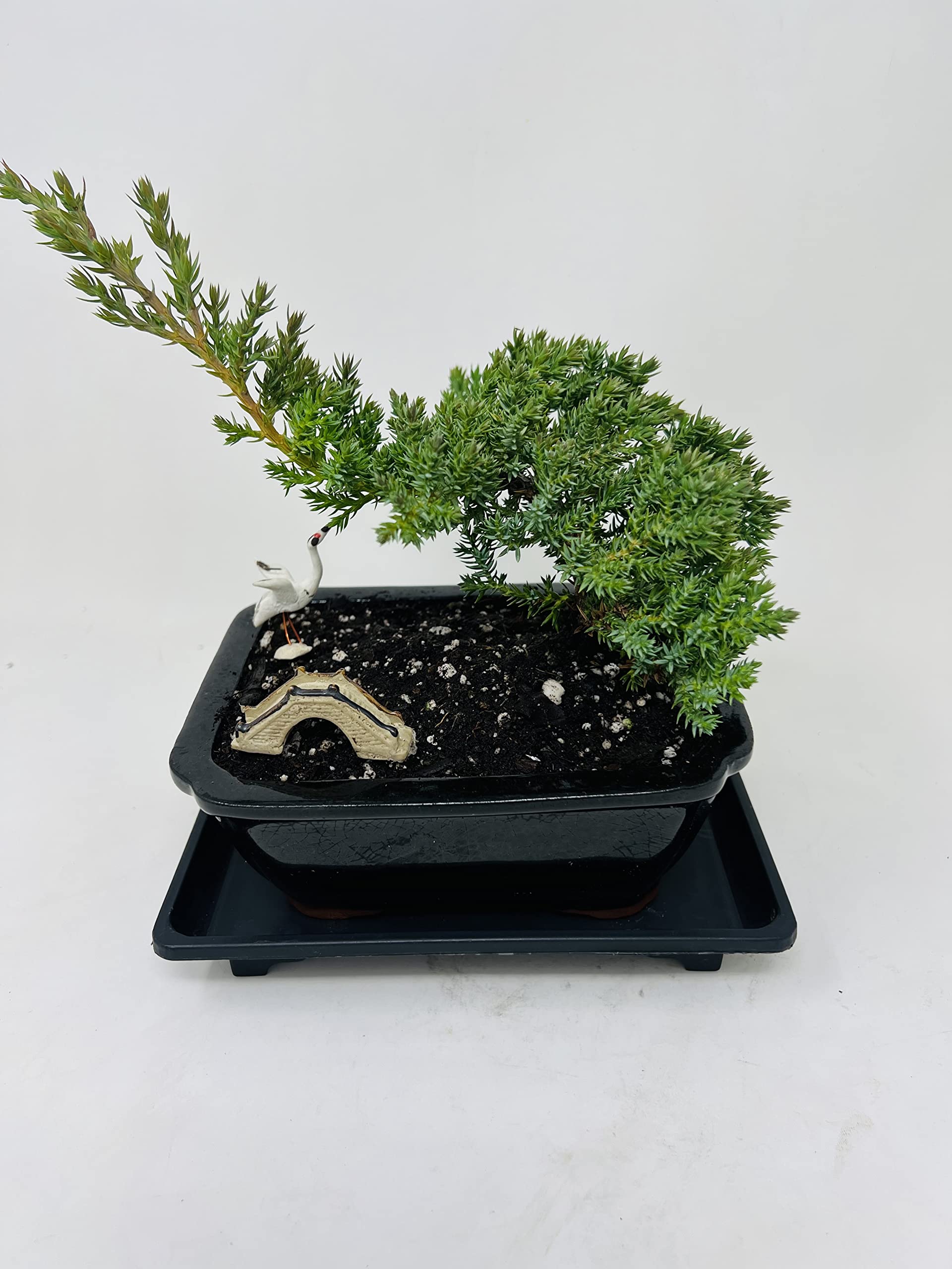 Juniper Bonsai Tree with Indented Corners Vase Includes Figurines and Tray