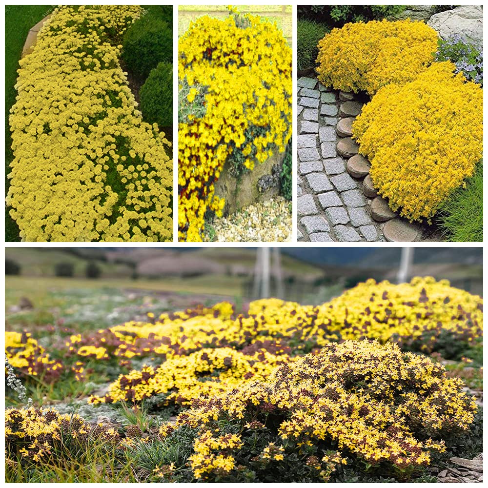 2000+ Yellow Creeping Thyme Seeds for Planting Thymus Serpyllum - Heirloom Ground Cover Plants Easy to Plant and Grow - Open Pollinated