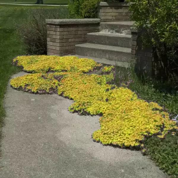 2000+ Yellow Creeping Thyme Seeds for Planting Thymus Serpyllum - Heirloom Ground Cover Plants Easy to Plant and Grow - Open Pollinated