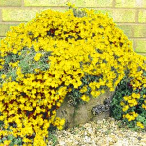 2000+ Yellow Creeping Thyme Seeds for Planting Thymus Serpyllum - Heirloom Ground Cover Plants Easy to Plant and Grow - Open Pollinated