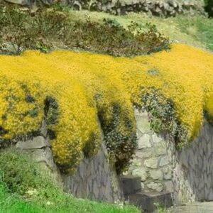 2000+ Yellow Creeping Thyme Seeds for Planting Thymus Serpyllum - Heirloom Ground Cover Plants Easy to Plant and Grow - Open Pollinated