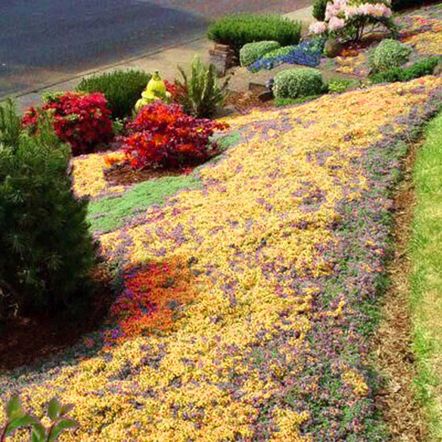 2000+ Yellow Creeping Thyme Seeds for Planting Thymus Serpyllum - Heirloom Ground Cover Plants Easy to Plant and Grow - Open Pollinated