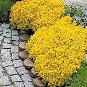 2000+ Yellow Creeping Thyme Seeds for Planting Thymus Serpyllum - Heirloom Ground Cover Plants Easy to Plant and Grow - Open Pollinated