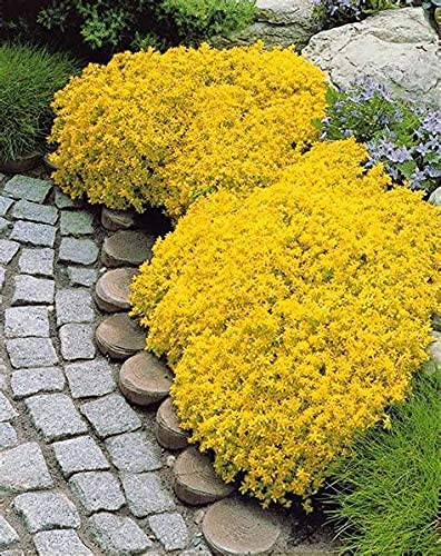 2000+ Yellow Creeping Thyme Seeds for Planting Thymus Serpyllum - Heirloom Ground Cover Plants Easy to Plant and Grow - Open Pollinated