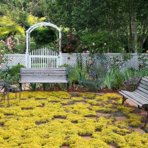 2000+ Yellow Creeping Thyme Seeds for Planting Thymus Serpyllum - Heirloom Ground Cover Plants Easy to Plant and Grow - Open Pollinated