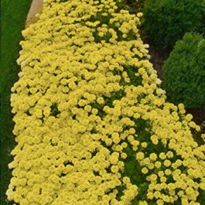 2000+ Yellow Creeping Thyme Seeds for Planting Thymus Serpyllum - Heirloom Ground Cover Plants Easy to Plant and Grow - Open Pollinated