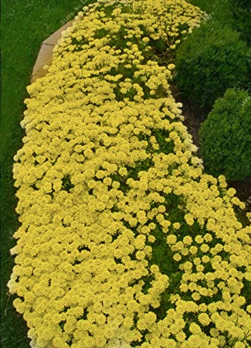 2000+ Yellow Creeping Thyme Seeds for Planting Thymus Serpyllum - Heirloom Ground Cover Plants Easy to Plant and Grow - Open Pollinated