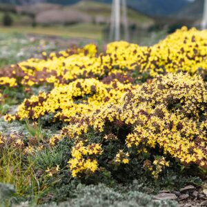 2000+ Yellow Creeping Thyme Seeds for Planting Thymus Serpyllum - Heirloom Ground Cover Plants Easy to Plant and Grow - Open Pollinated