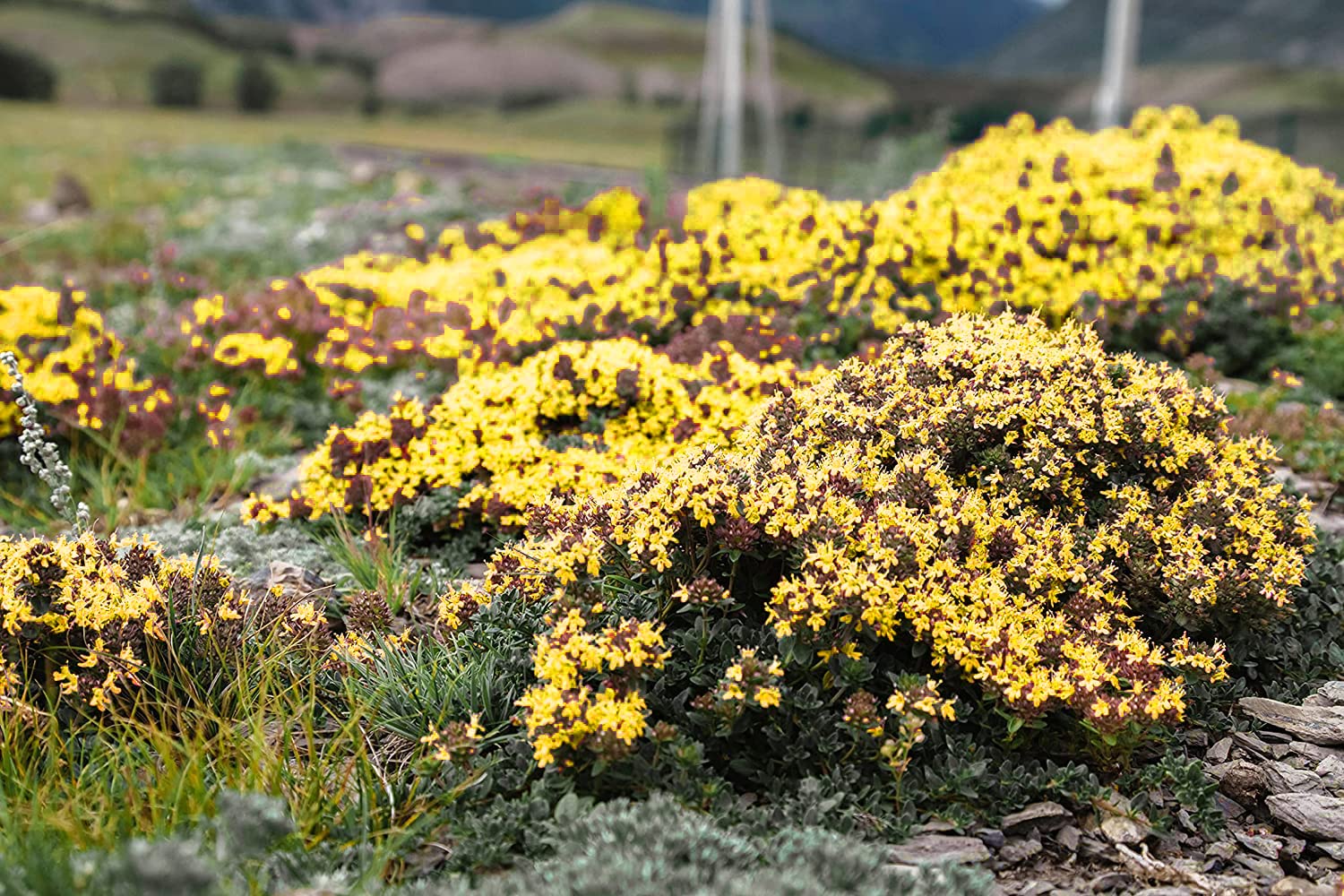 2000+ Yellow Creeping Thyme Seeds for Planting Thymus Serpyllum - Heirloom Ground Cover Plants Easy to Plant and Grow - Open Pollinated