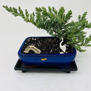 Juniper Bonsai Tree in Earth Blue Rectangular Ceramic Vase+ Figurines and Tray