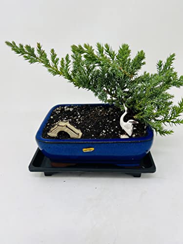 Juniper Bonsai Tree in Earth Blue Rectangular Ceramic Vase+ Figurines and Tray