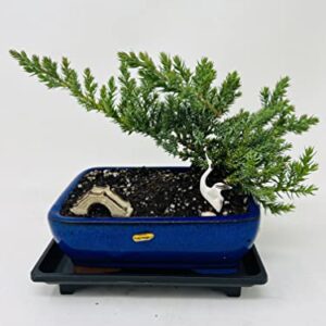 Juniper Bonsai Tree in Earth Blue Rectangular Ceramic Vase+ Figurines and Tray