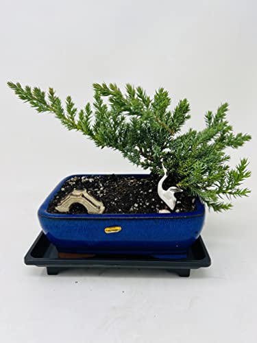 Juniper Bonsai Tree in Earth Blue Rectangular Ceramic Vase+ Figurines and Tray