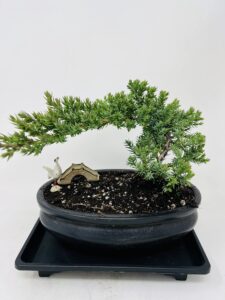 juniper bonsai tree with classic oval planter/live houseplant