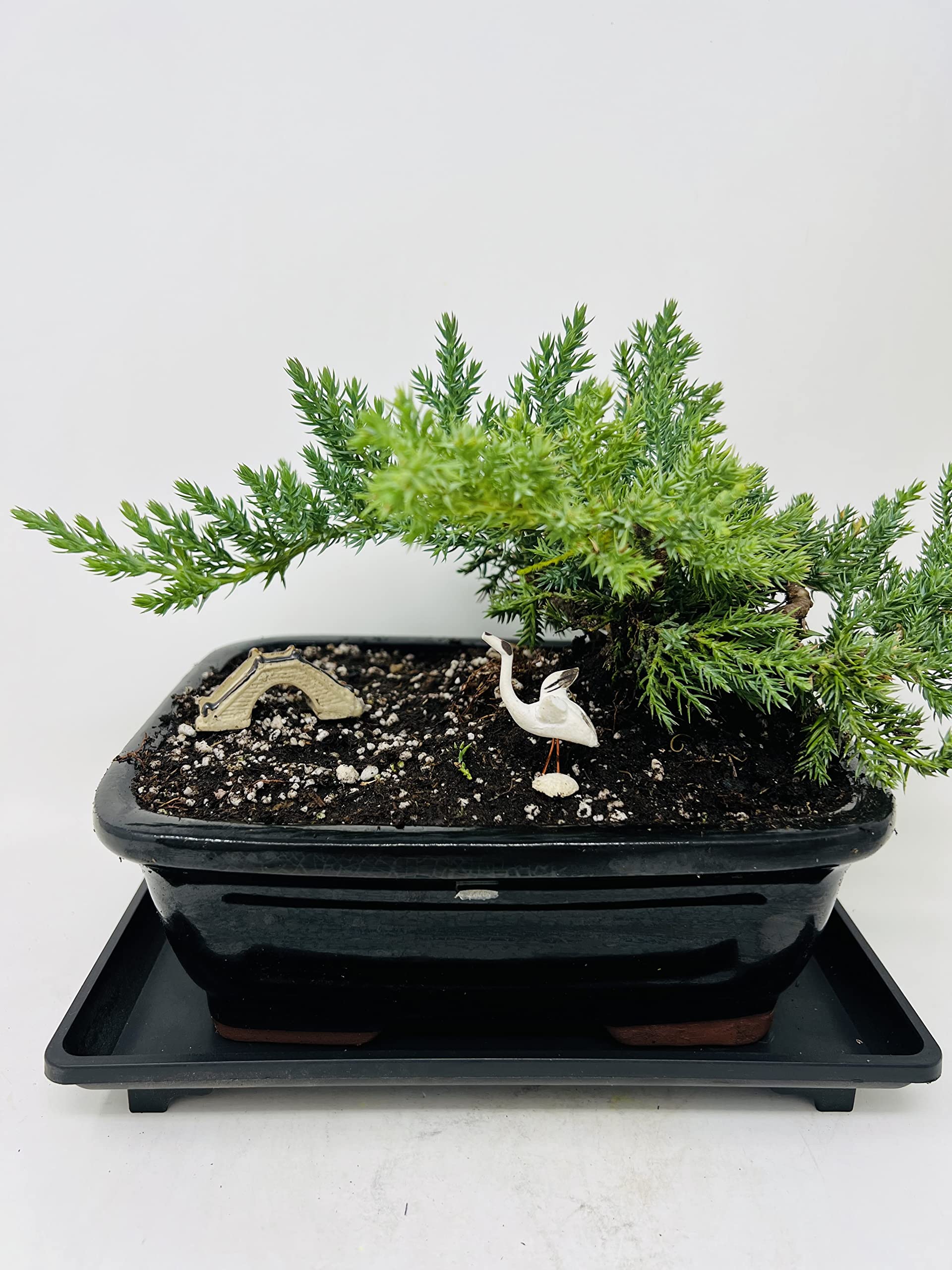 Juniper Bonsai Tree with Black Through 8" Rectangle Ceramic Vase