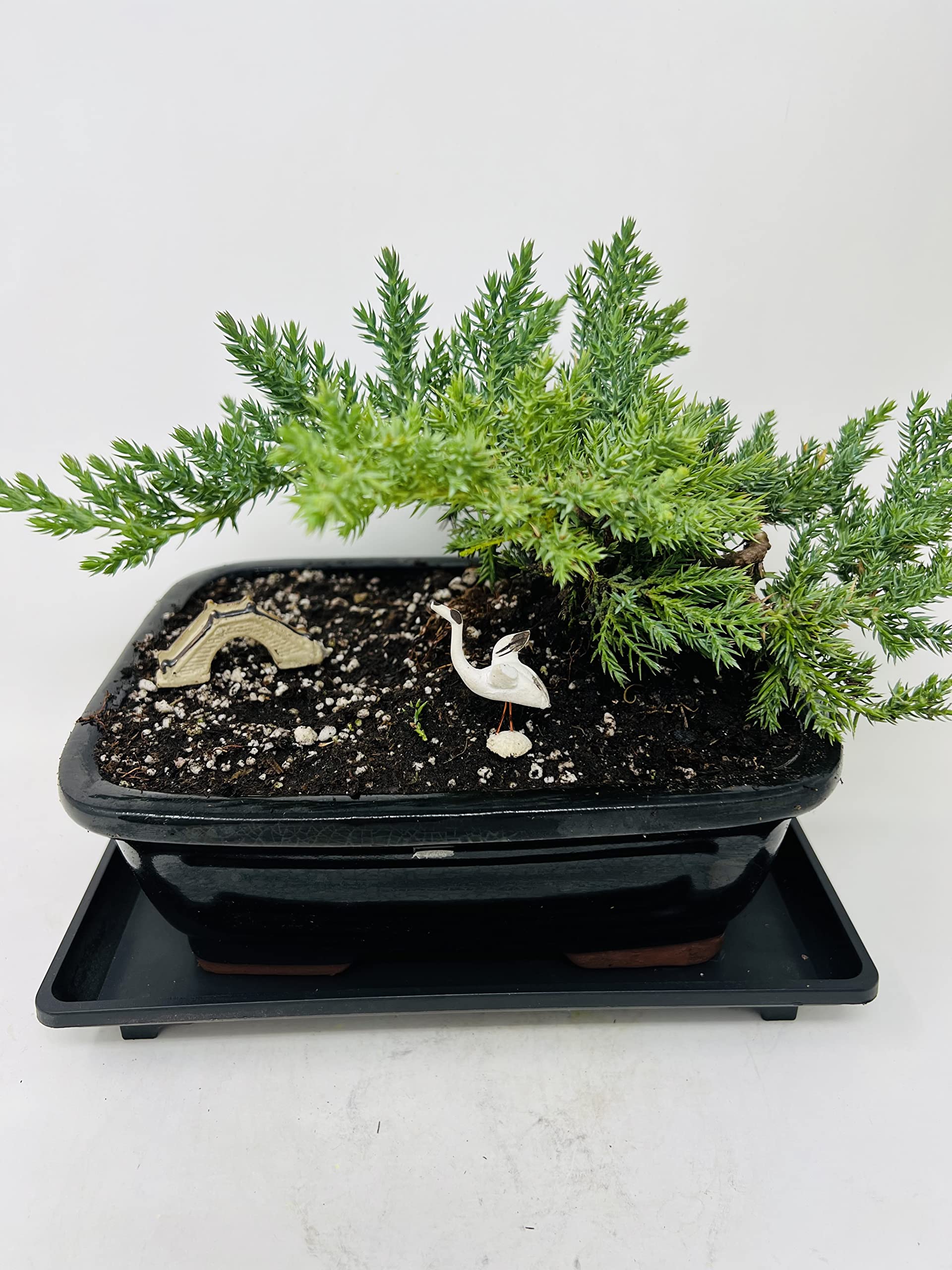 Juniper Bonsai Tree with Black Through 8" Rectangle Ceramic Vase