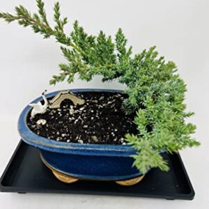 Juniper Bonsai Tree with Classic Blue Oval Ceramic Vase