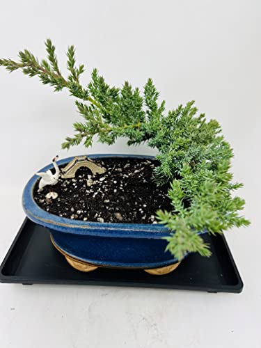 Juniper Bonsai Tree with Classic Blue Oval Ceramic Vase