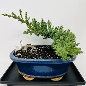 Juniper Bonsai Tree with Classic Blue Oval Ceramic Vase