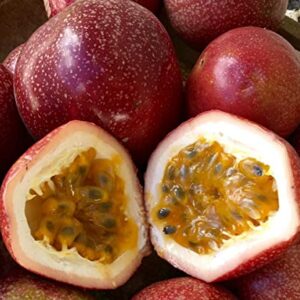 Gaea's Blessing Seeds - Passion Fruit Seeds - Heirloom Non-GMO Seeds with Easy to Follow Instructions - Passiflora edulis 90% Germination Rate