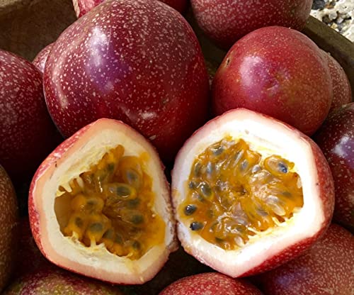 Gaea's Blessing Seeds - Passion Fruit Seeds - Heirloom Non-GMO Seeds with Easy to Follow Instructions - Passiflora edulis 90% Germination Rate